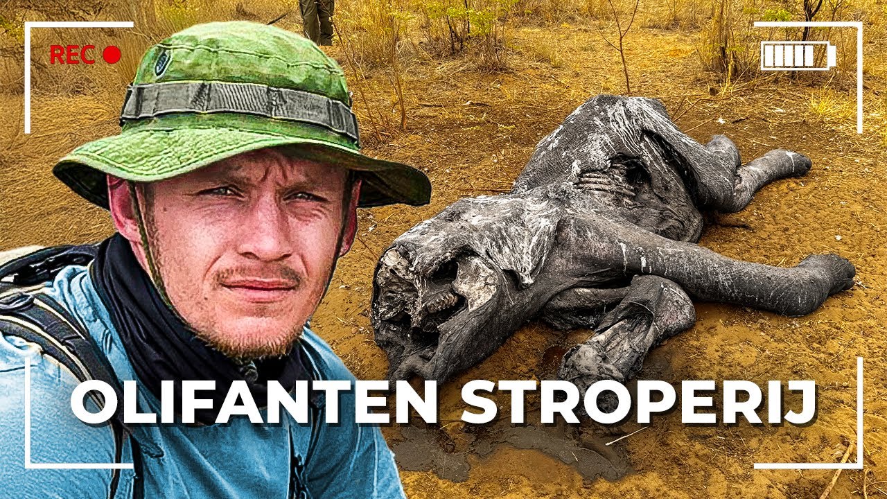 wij vinden een DODE OLIFANT door ILLEGALE STROPERS - YouTube
