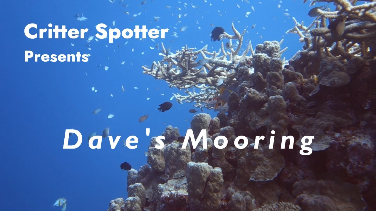 𝐃𝐚𝐯𝐞'𝐬 𝐌𝐨𝐨𝐫𝐢𝐧𝐠 - YouTube