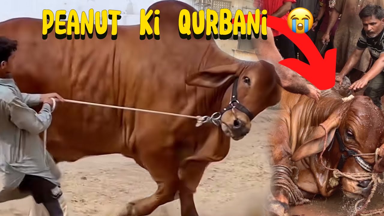 Karachi Most famous bull peanut ki Qurbani || karachi sector 5/E ...