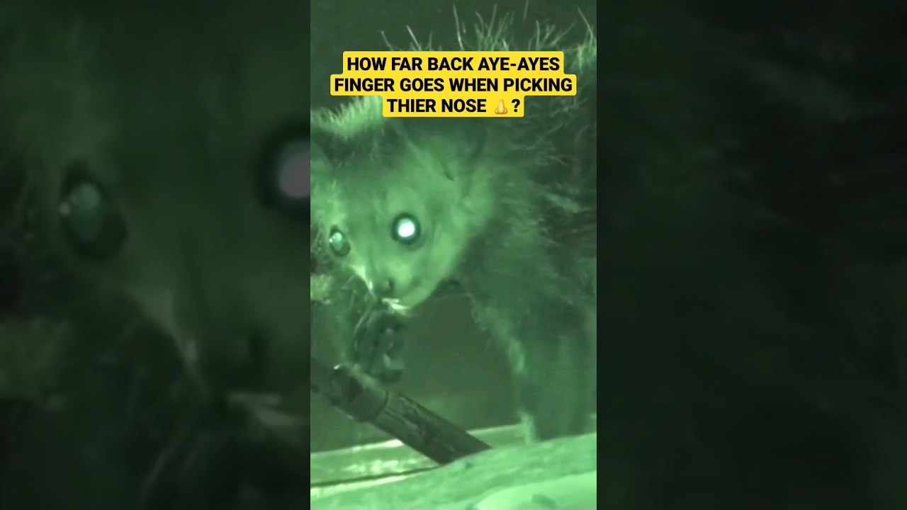 Can Aye-Ayes feel thier brains 🧠 when picking thier nose👃? #shorts #aye ...
