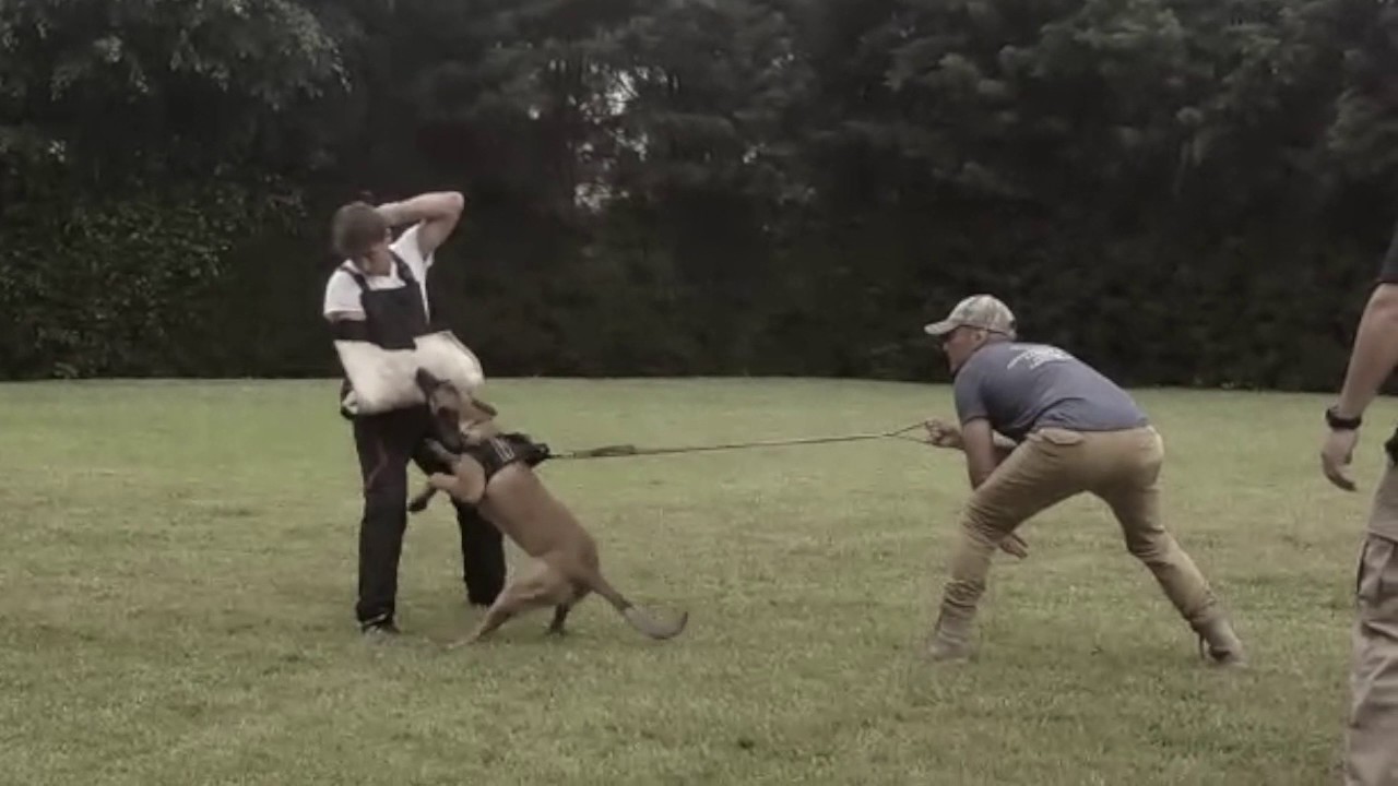 Indiana (Indi) Belga Malinois - YouTube