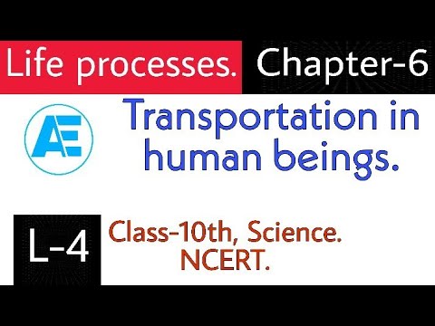 Chapter-6, life processes, transportation in human beings, part-4 ...
