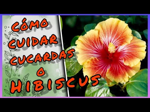 Las Cucardas Flores: Belleza Y Significado | TeleFlor