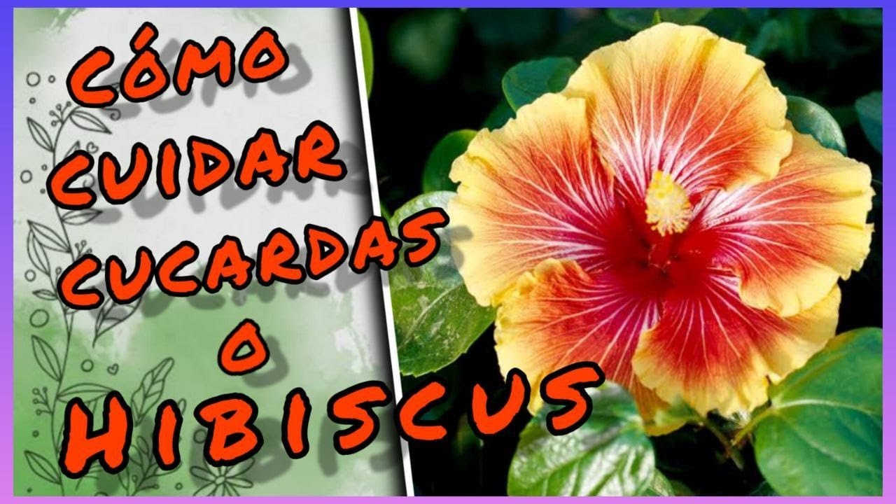 😱CUIDADOS DE CUCARDAS 🌺 HIBISCUS🌺/Jardines/MEYIPS/ - YouTube