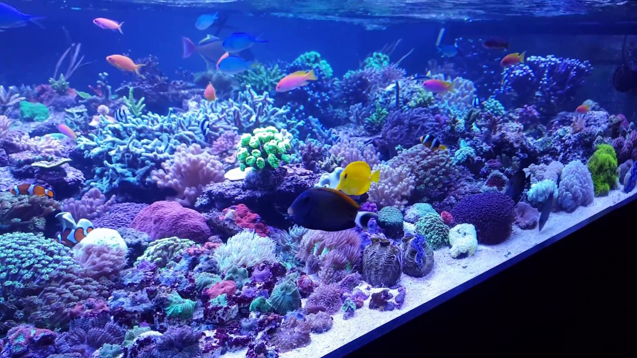 Mixed Reef Aquaforest 3456L - 912 Gal - YouTube