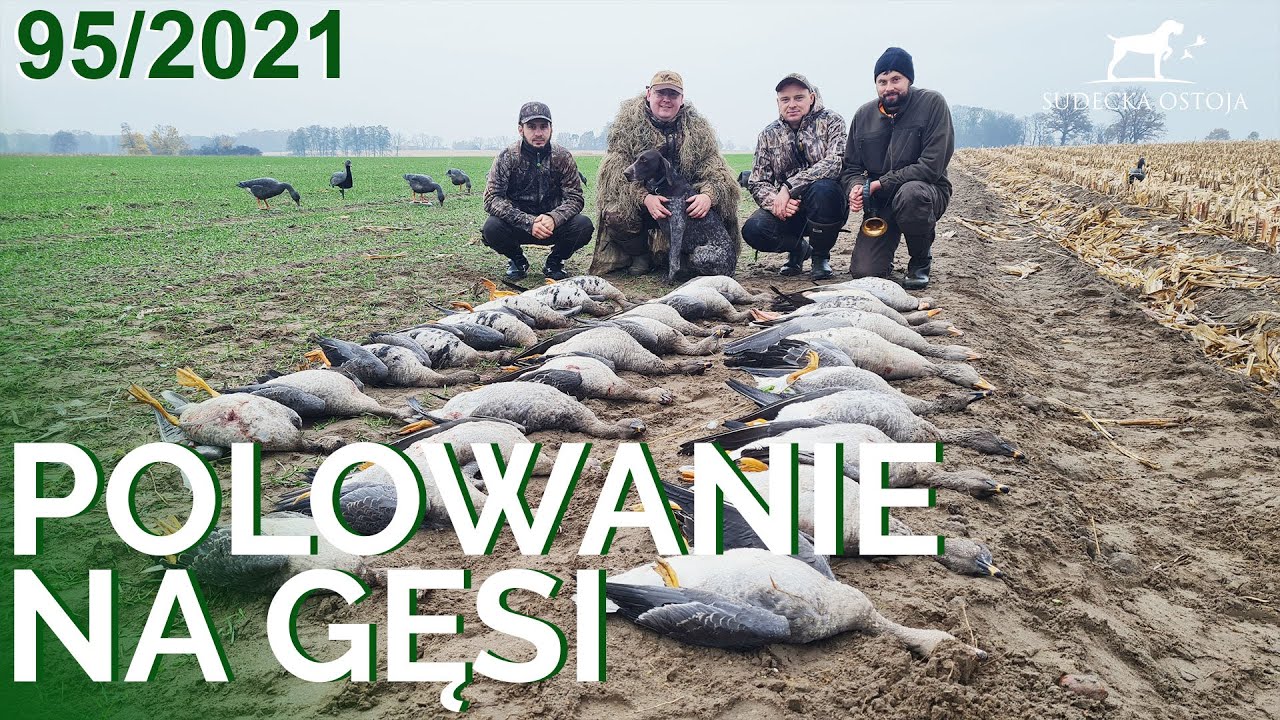 SUDECKA OSTOJA 95/2021. Polowanie na gęsi. Calling goose. Hunting Gosse ...