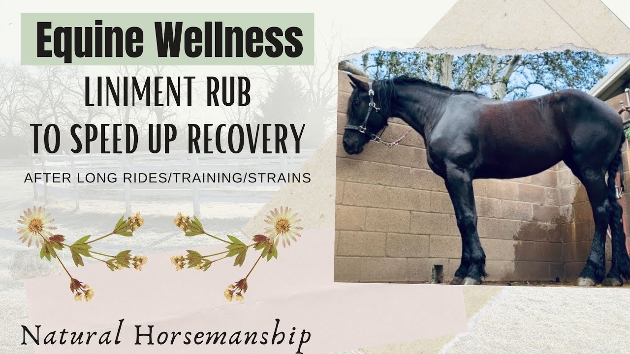 Liniment Rub Down | Treatment After Hard Ride/Training | New Owners ...