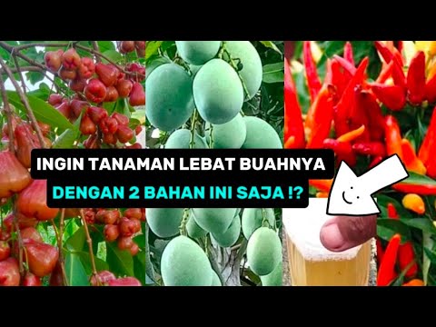INGIN TANAMAN LEBAT BUAHNYA DENGAN 2 BAHAN INI SAJA !?@Cerita_Perintis ...