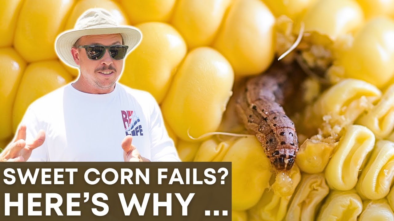 Why Your Sweet Corn Looks Bad - 9 Common Problems Solved! - YouTube