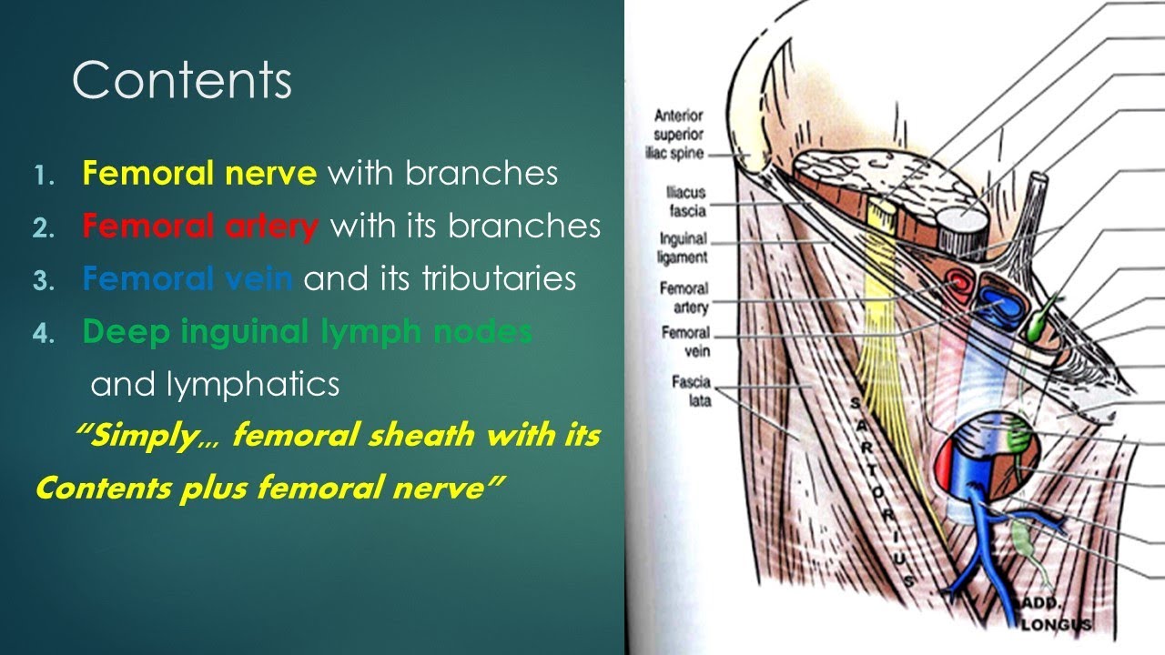 Anterior compartment of the thigh and the femoral triangle - YouTube