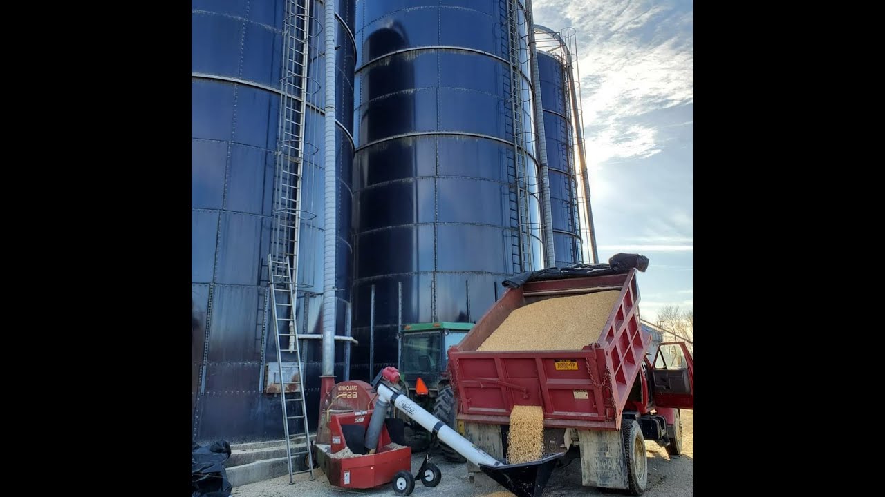 Hauling high moisture corn to the silo - YouTube