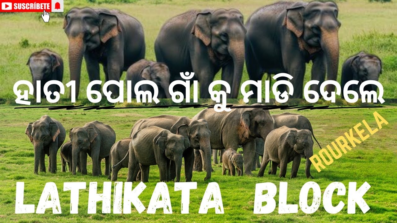 Lathikata Block me Hati #viral #elephant - YouTube