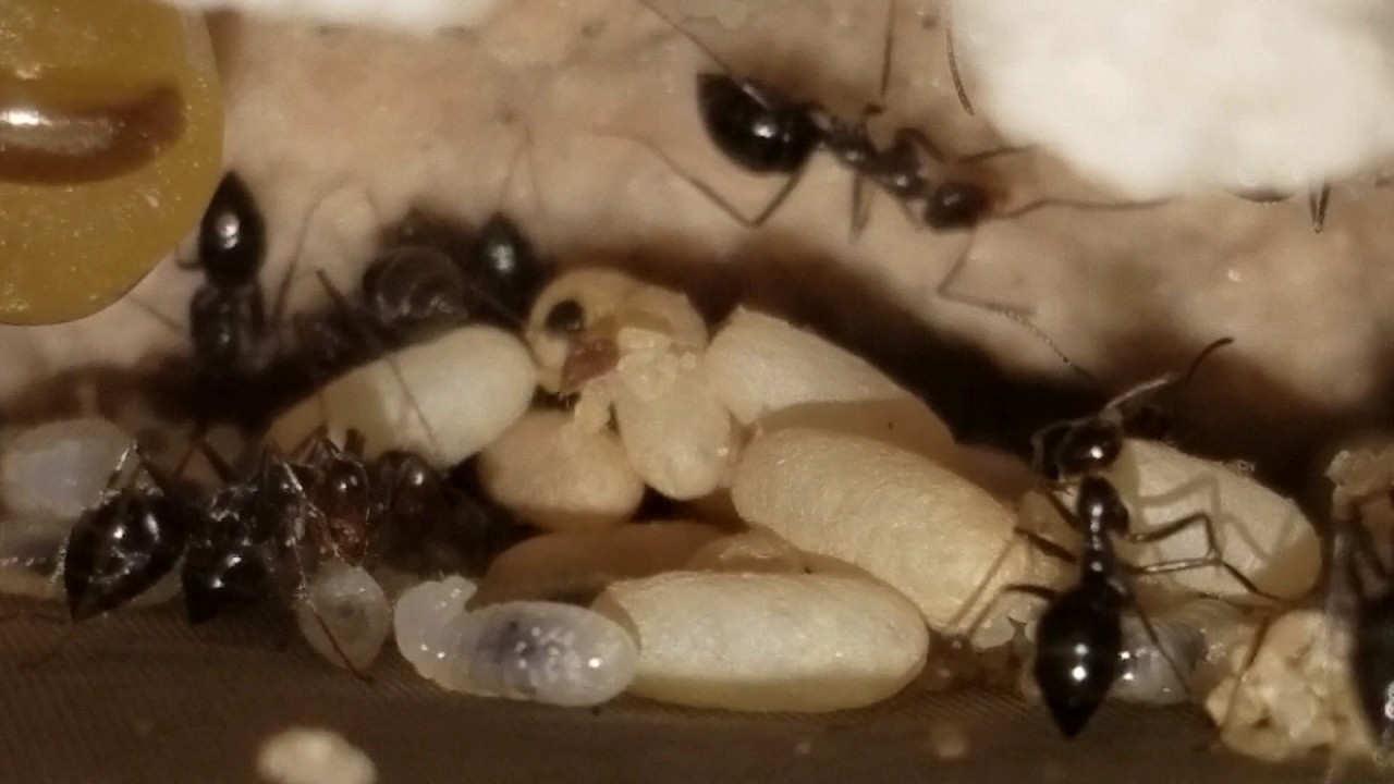 WOW! Largest ant to date - YouTube