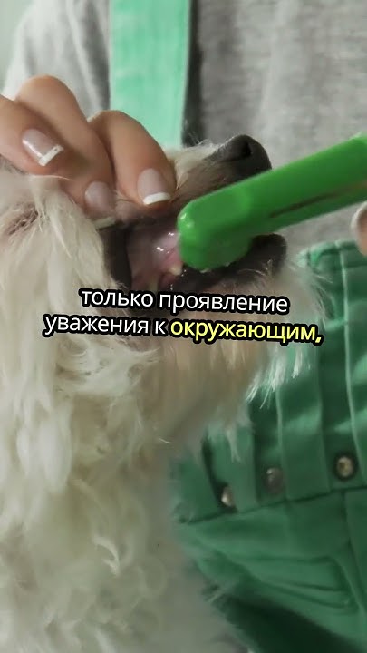 Сохраняйте чистоту! Убирайте за своими питомцами! - YouTube