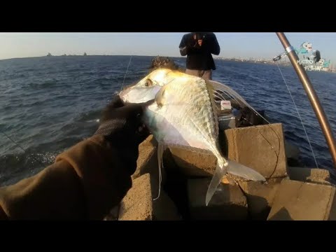 Mancing ikan kuwe rambe di spot pltu batu tahu - Diamond trevally fish ...