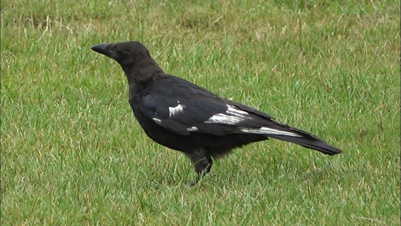 Crow with extra color, Birds of the Netherlands - YouTube