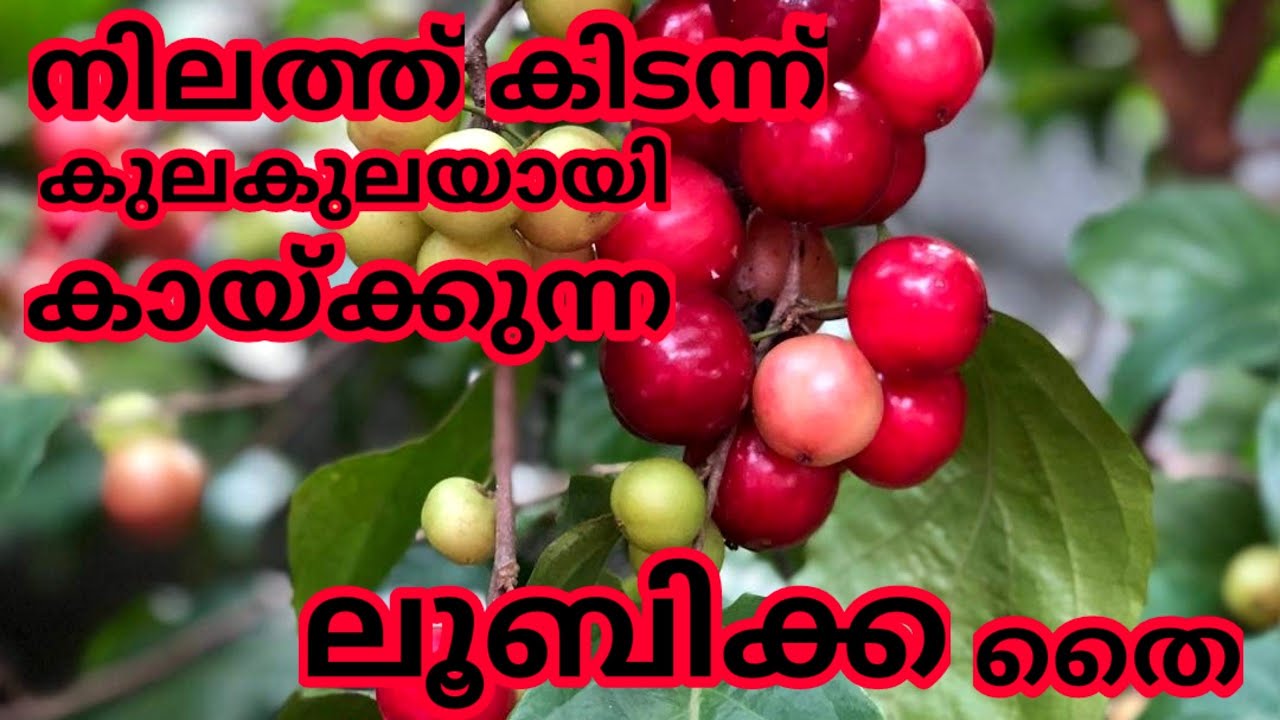#loobikka #plant #growing ഒന്നരമാസം കൊണ്ട് കായ്ക്കുന്ന ലൂബിക്ക തൈക ...
