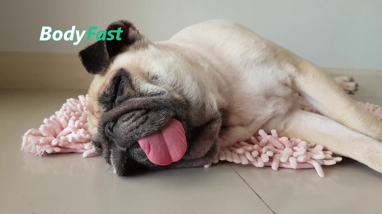 Fasting: Struggling to get going? Get you fasting Coach with BodyFast ...