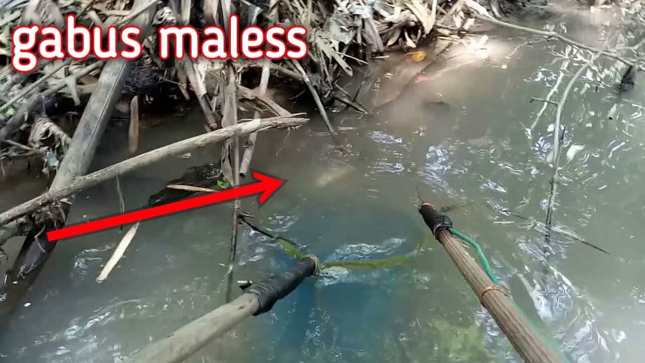 Cari umpam mancing dengan setrum Part 1 - YouTube