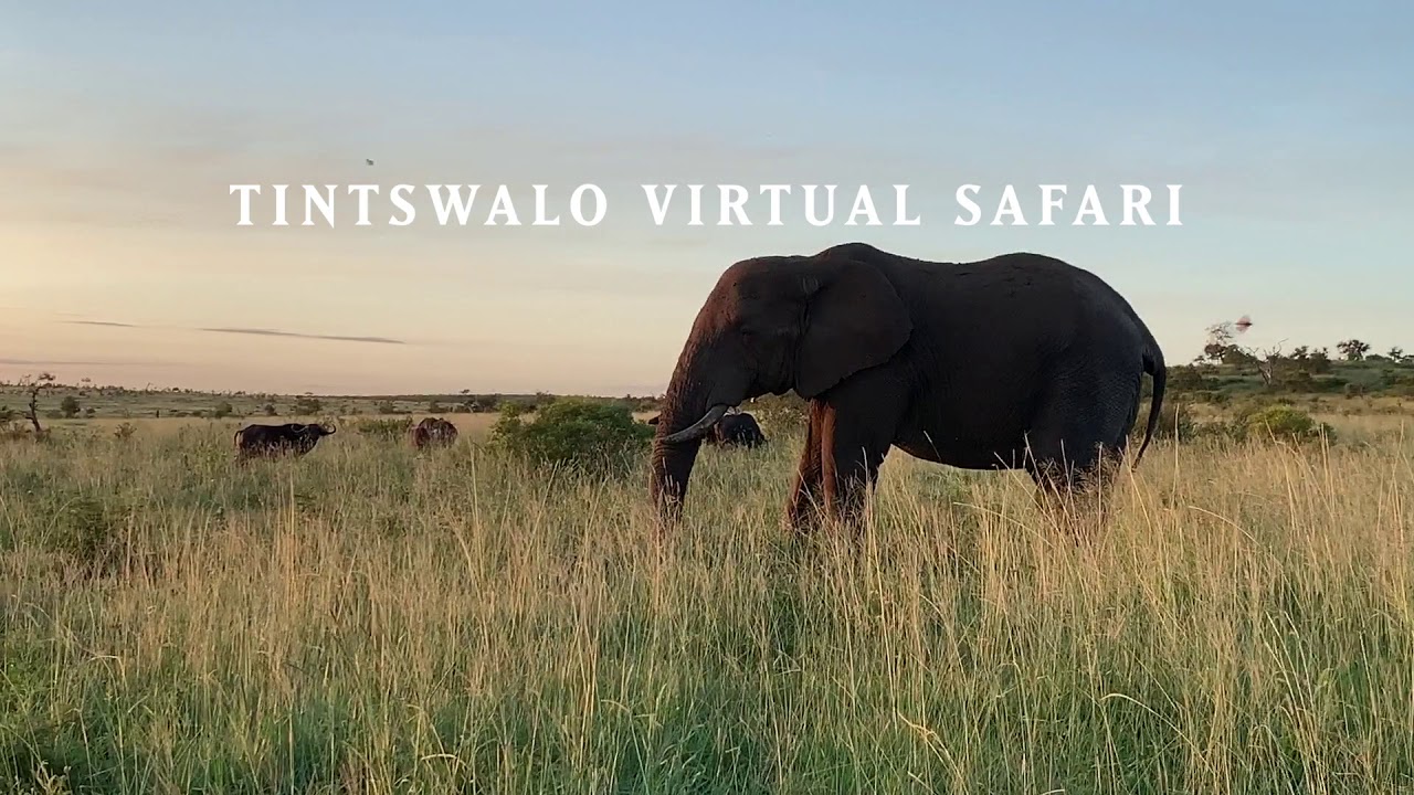 The Virtual Safari | Introduction - YouTube