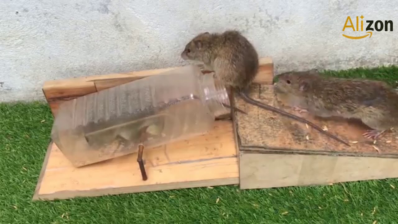 How to catch a mouse ( New and Easy ) - YouTube