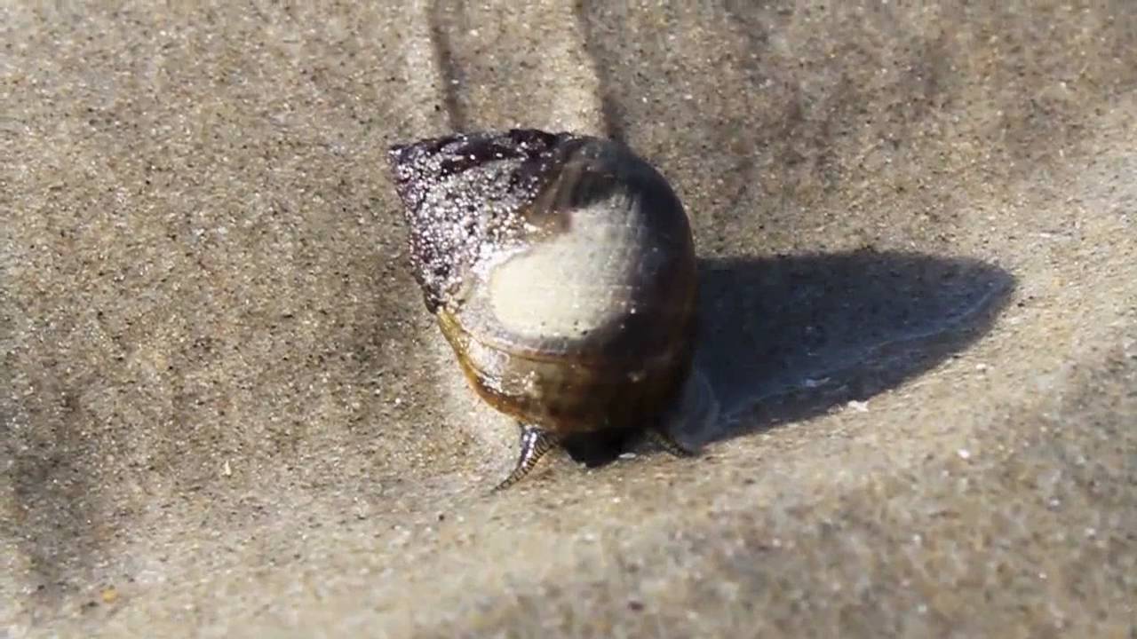 Epic Inception Snail - YouTube