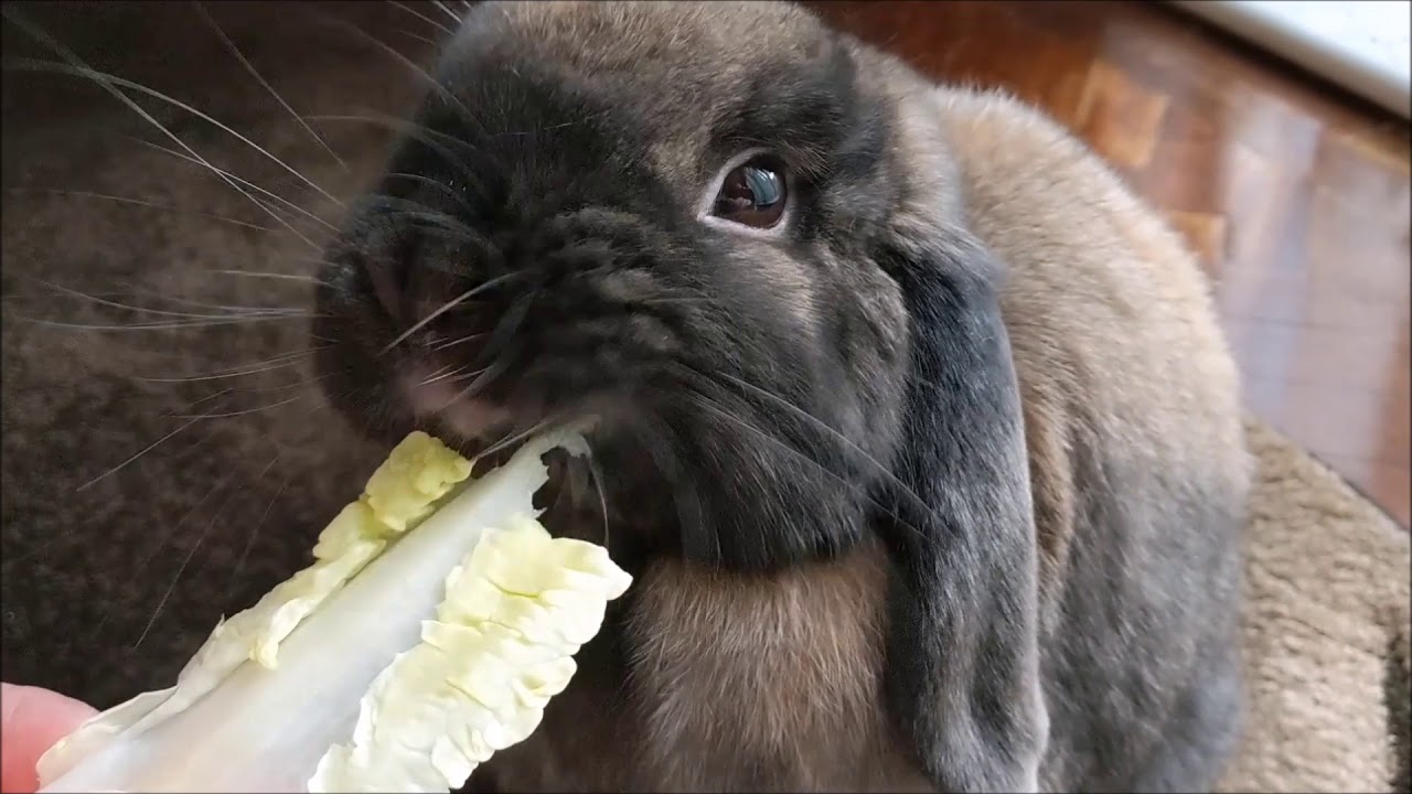 Charlie Bunny's evening routine - YouTube