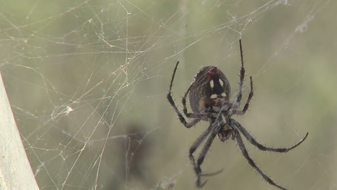 Millions of spiders infest Antelope Island State Park - YouTube