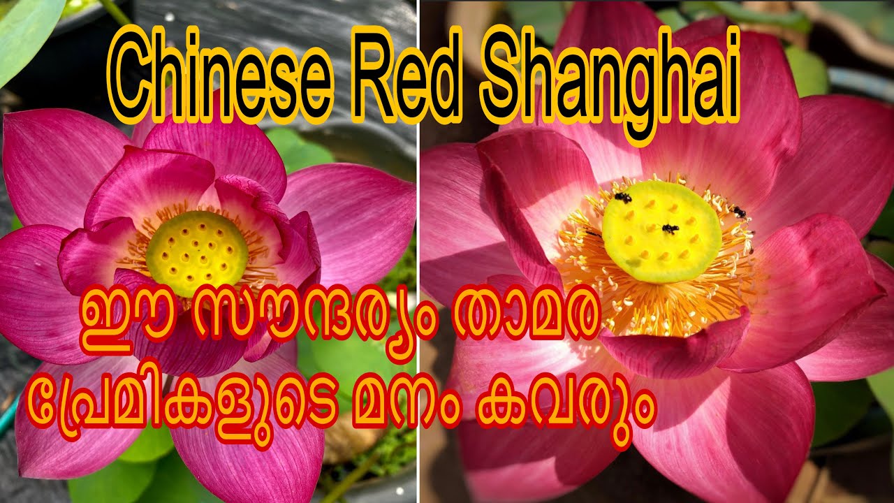 Chinese Red Shanghai lotus / lotus tuber sale - YouTube