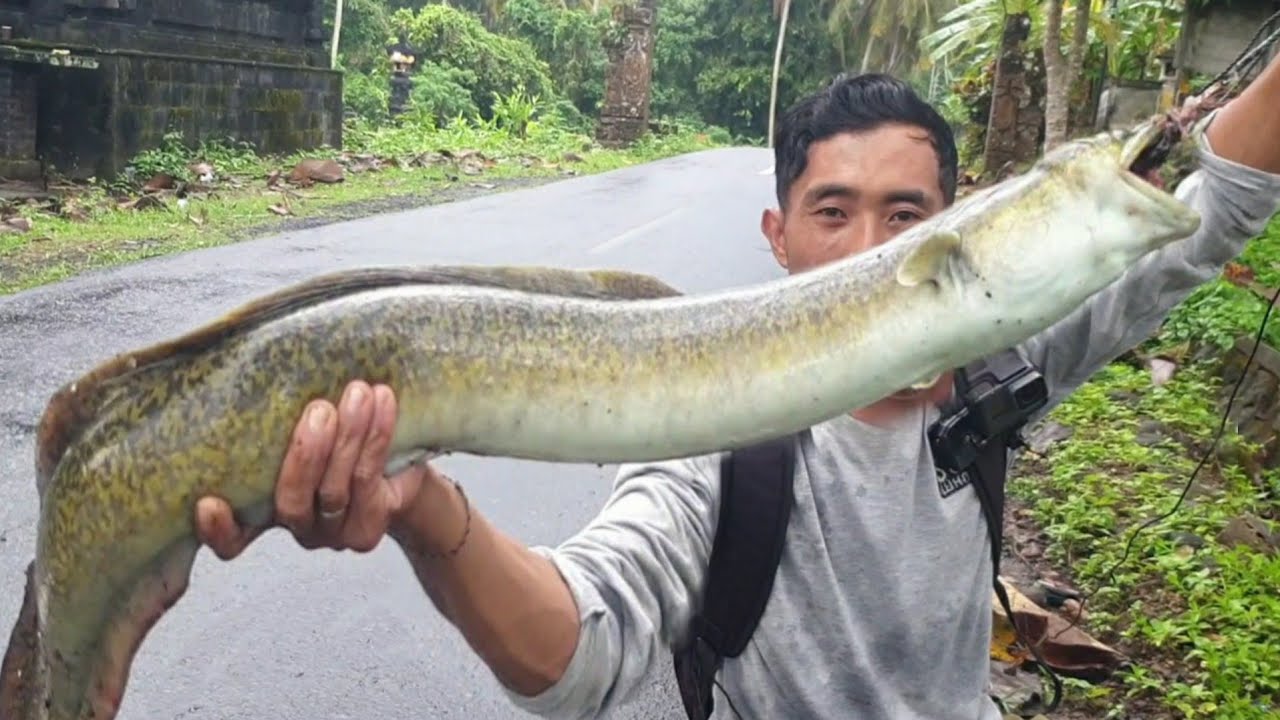 BIKIN PANIK‼️ SIDAT PURBA PENGHUNI SALURAN IRIGASI TERKENA PANCING ...