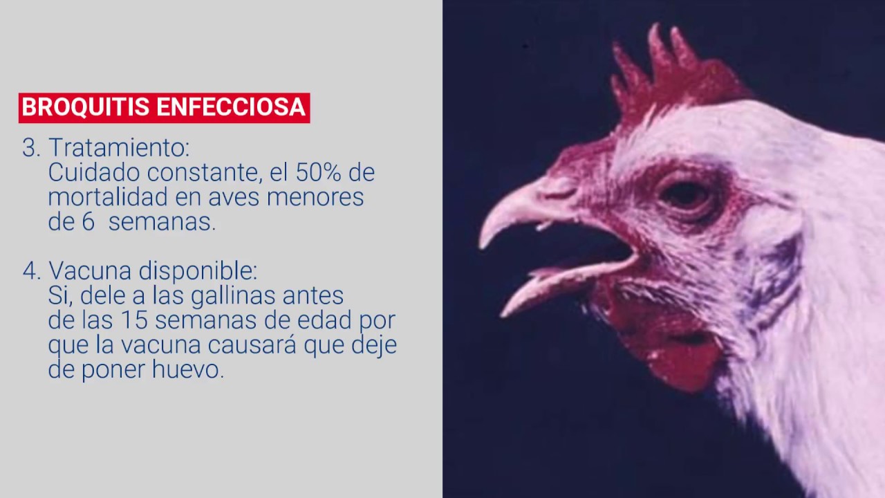 Las enfermedades más comunes en los pollos de engorde | CKM Perú - YouTube