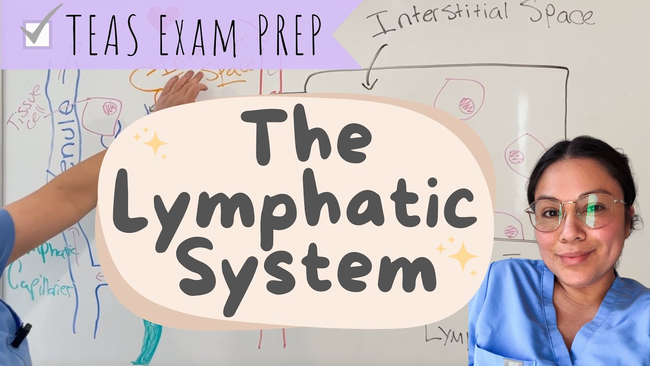 The lymphatic System (part 2 of the immune system) TEAS exam 7 - YouTube