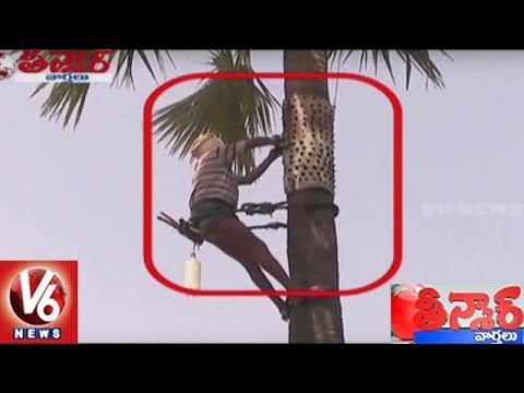 Toddy Worker Narayana Goud Locks His Palm Tree | Teenmaar News | V6 ...