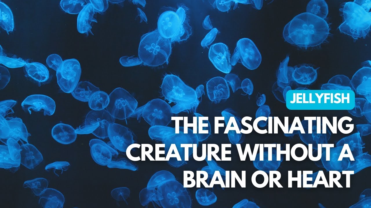 The Amazing Jellyfish | Life Without a Brain, Blood, or Heart - YouTube