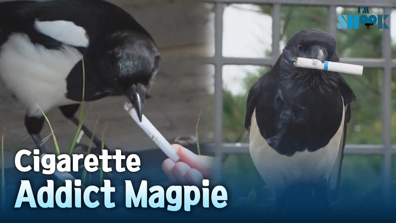 Anti-Smoking Advocate Magpie Steals Cigarettes from Smokers - YouTube