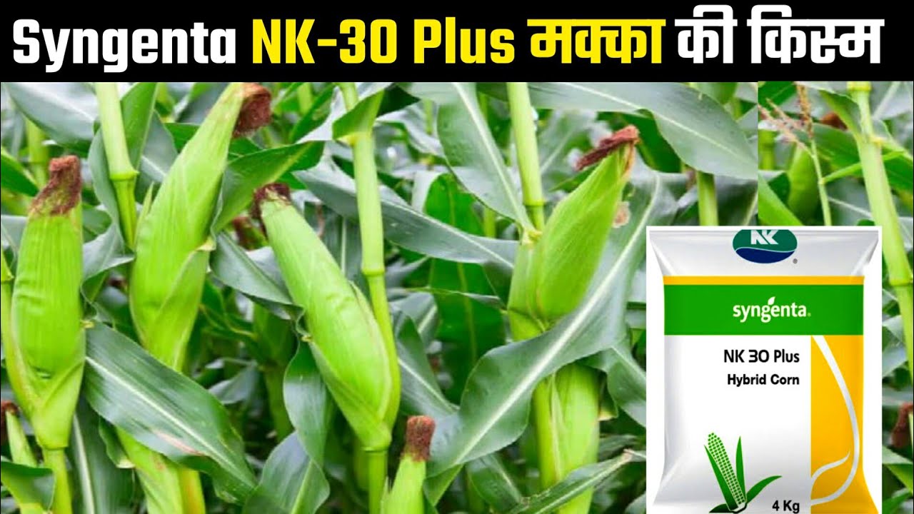 Syngenta NK 30 Plus | Hybrid Corn | makka ki kism - YouTube