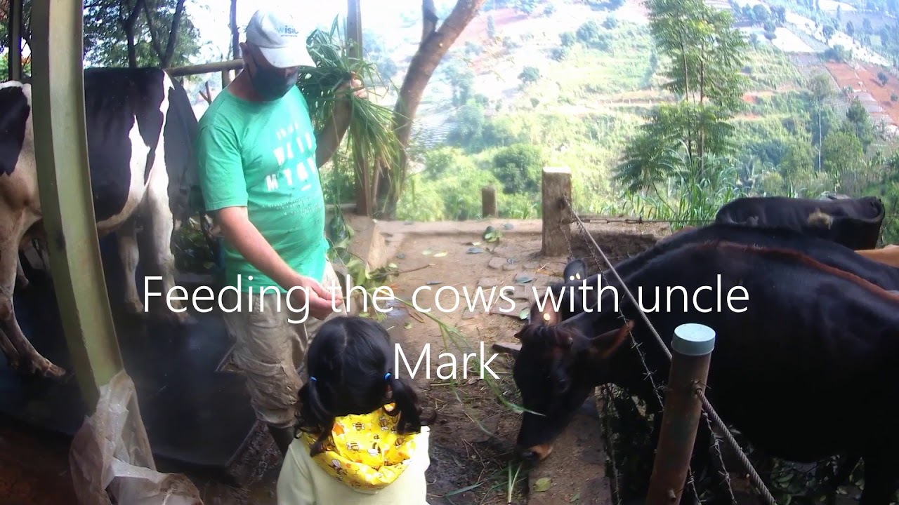 Visiting Dago Dairy Farm - YouTube