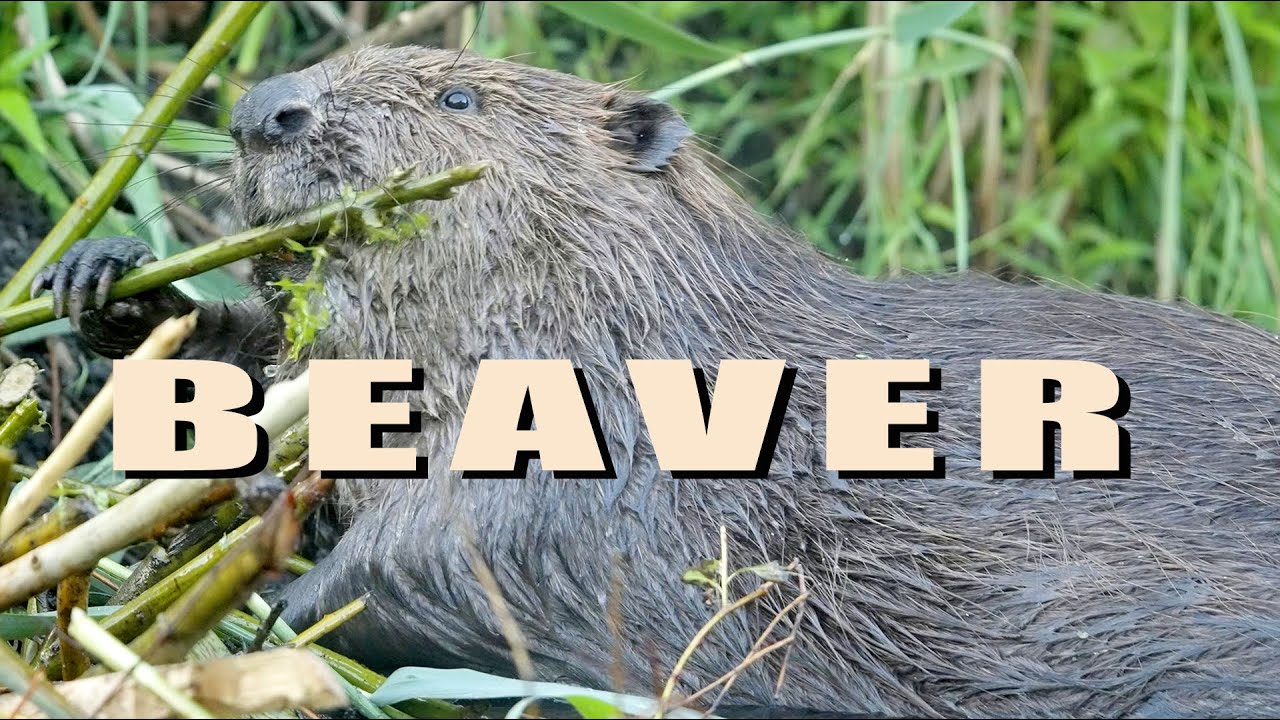 Eurasian beaver animals build a dam - YouTube
