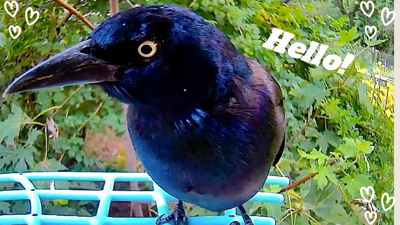 Epic Encounters: Cardinals, Grackles, Sparrows & a Squirrel! - YouTube