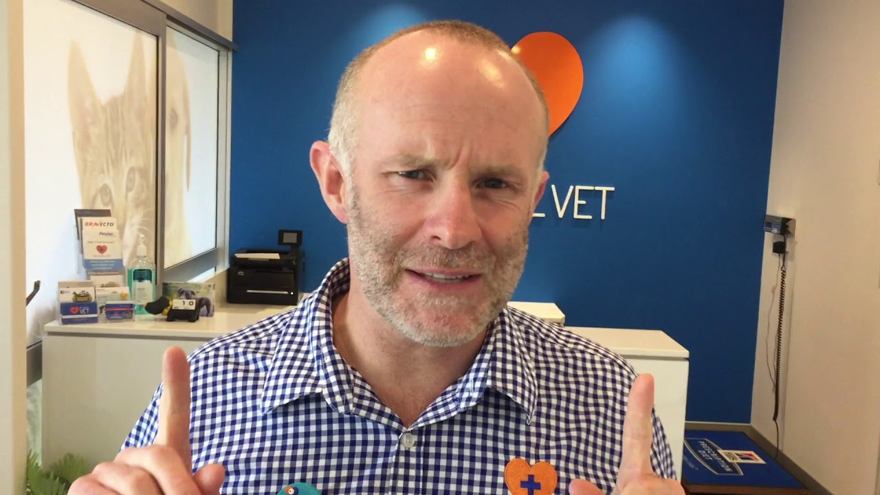 The Best Vet Job Advert Ever - YouTube