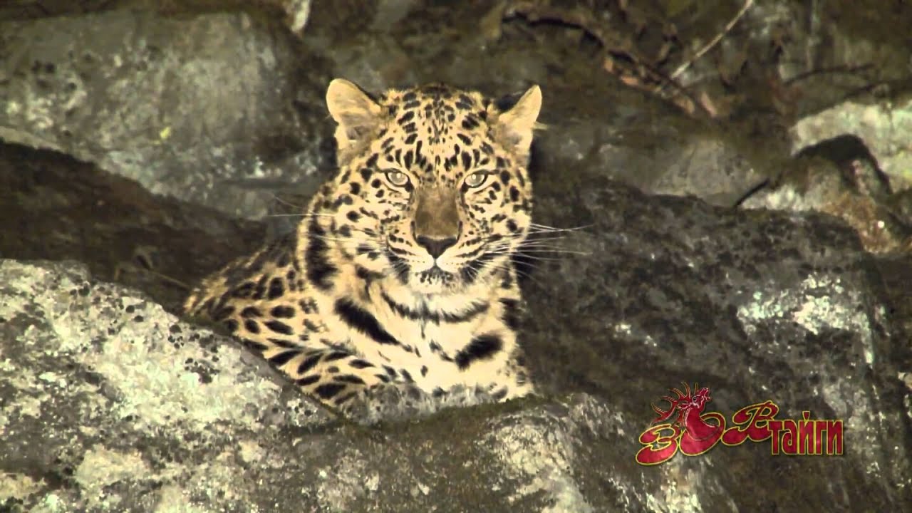THE AMUR LEOPARD, BATTLE BETWEEN TWO MALES - YouTube