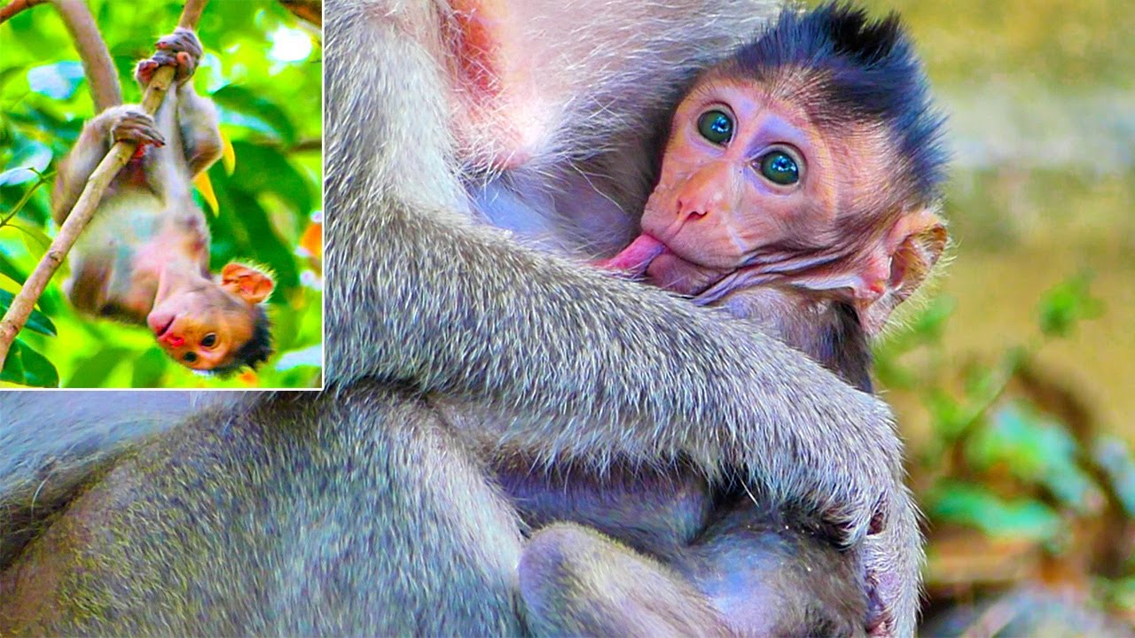 Did you remember this little baby?? She is baby Sippo, growing up and ...