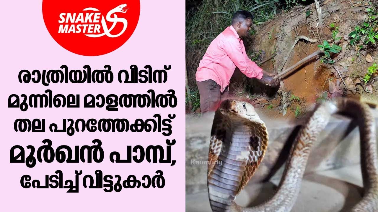 മാളത്തിന് പുറത്ത് തലയിട്ടിരുന്ന മൂർഖൻ പാമ്പ് വാവ സുരേഷ് എത്തിയതും ...