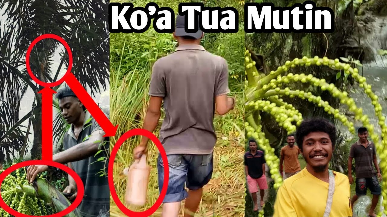 Prossesu Ko'a Tua Mutin | View Paisagen Suco Manufahi (Buarahun ...