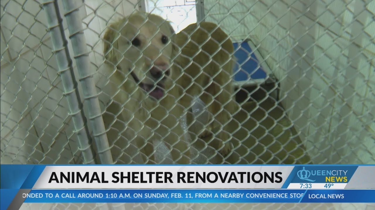 Charlotte animal shelter renovations limit space - YouTube
