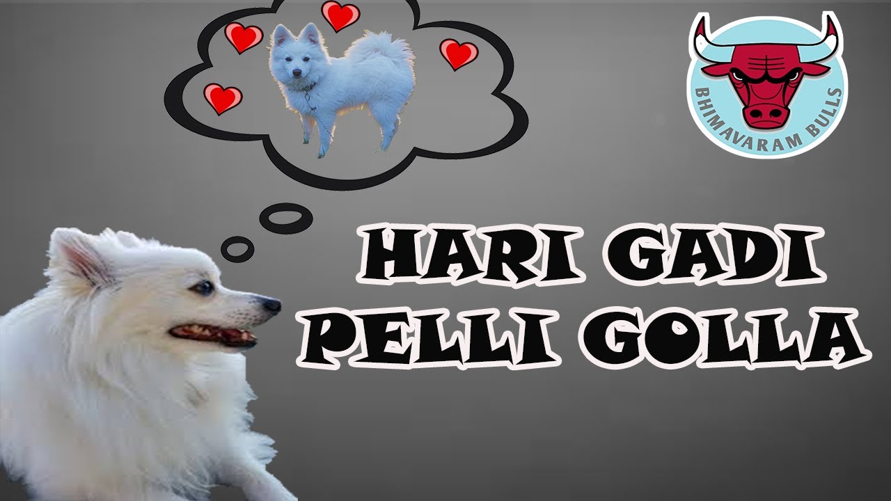 HARI GADI PELLI GOLLA BY BHIMAVARAM BULLS(BBU) - YouTube