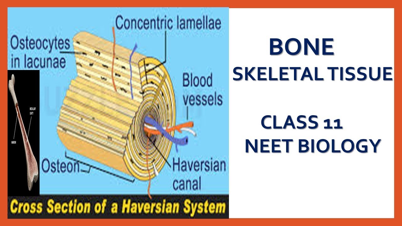 BONE/OSSEOUS TISSUE/SKELETAL TISSUE/CLASS 11/NEET BIOLOGY - YouTube