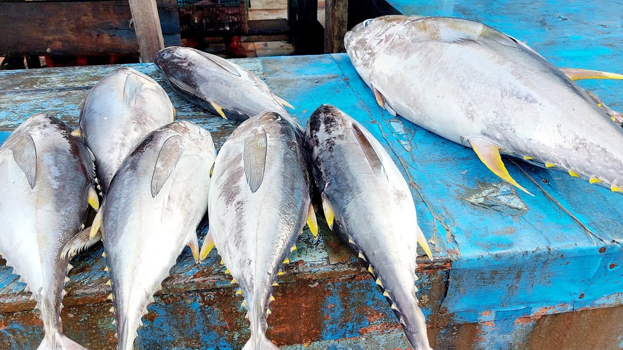 Live 9 July 2023 ‼️ Cutting Yellowfin Tuna Luxury Food with Uncle Usman ...