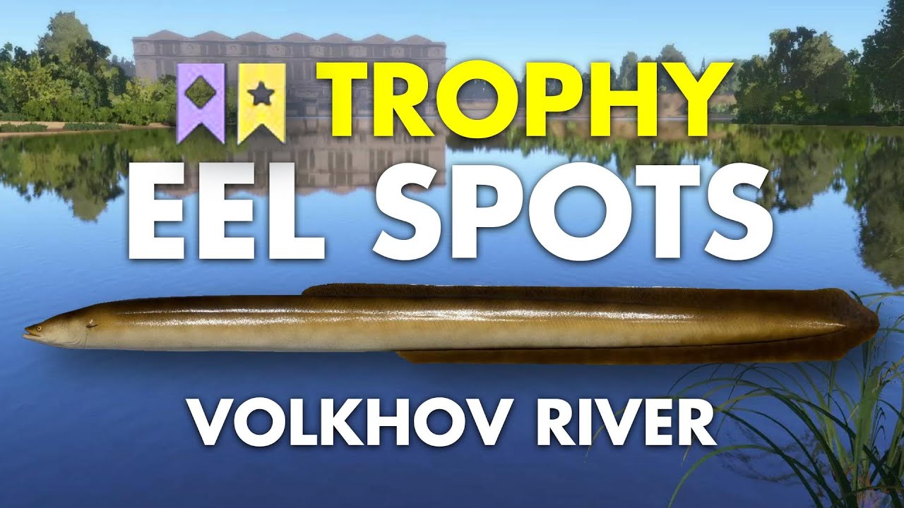 Russian Fishing 4 TROPHY EEL SPOT Volkhov River - YouTube