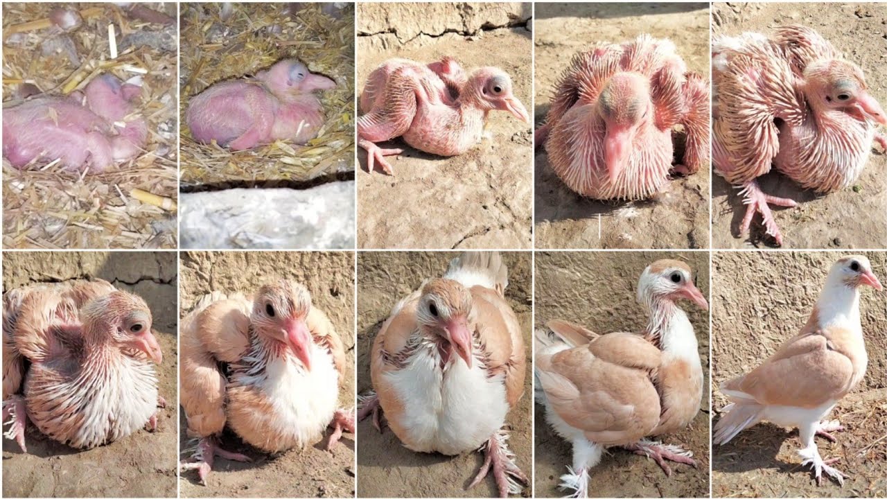 1 Day 26 days pigeon baby Growth Video | pigeon harvesting egg - YouTube